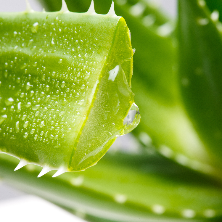 Organic Aloe powder Bulk 100% Pure Natural cncsbio